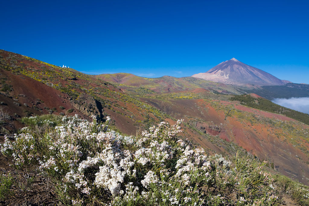 Flora am Teide: Entdecken Sie die Vegetation des Nationalparks